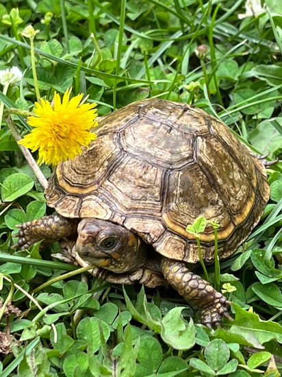 RARE!! Het Hypo 3-toed Juvenile Female Box Turtle by CS Tortugas & Serpents