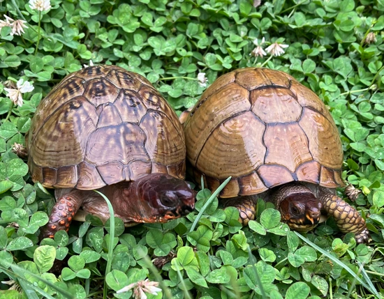 3-Toed Box Turtle Adult Pairs by CS Tortugas & Serpents