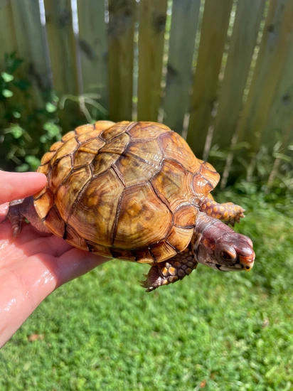Rescue Male 3-Toed Box Turtle by CS Tortugas & Serpents