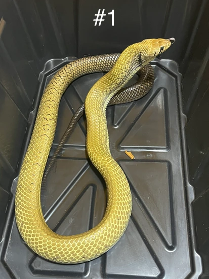 Cribo Adult Collection (8 Snakes) Cribo & Indigo Snakes by CS Tortugas ...