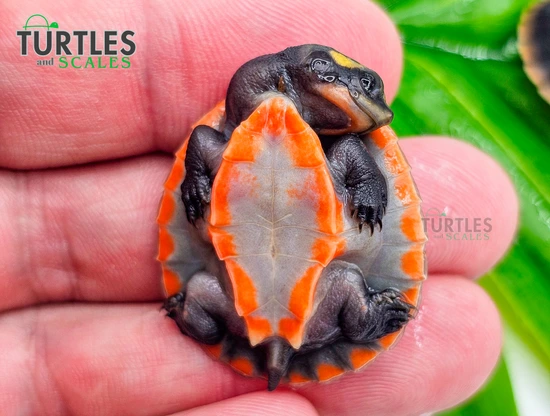 Pink Belly Side Neck Turtle Side-Necked Turtle by Turtles and Scales LLC