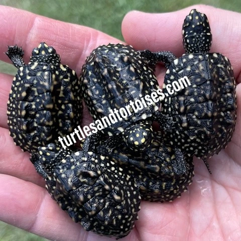 Hamilton's / Indian Spotted Pond Turtles (Geoclemys Hamiltoni) CB 2023 ...