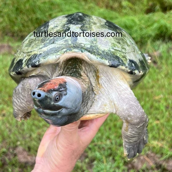 Borneo Painted River Terrapin (Batagur Borneoensis) CB 2012 Males Pond ...