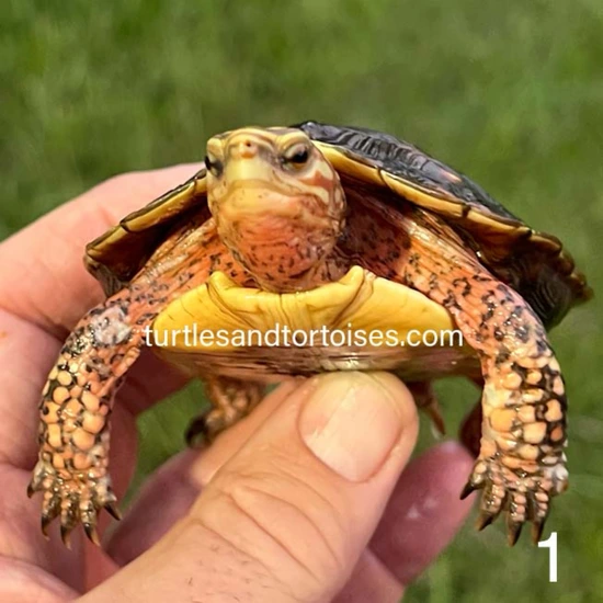 Colima Wood Turtles (Rhinoclemmys Rubida Perixantha) CB 2021 by Turtles ...