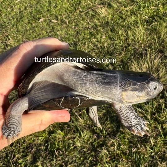 Okavango Mud Turtles (Pelusios Bechuanicus) LTC Reverse Trio Mud & Musk ...