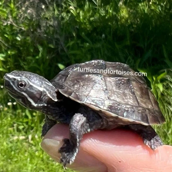 Common Musk Turtles (Sternotherus Odoratus) CB 2024 Mud & Musk Turtles ...