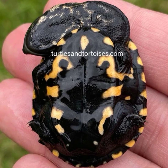 SUMMER SALE - Timor Snake Neck Turtles (Chelodina Timorensis) CB 2025 ...