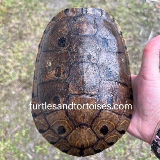 Colombian Sliders (Trachemys Callirostris Callirostris) CB Males ...