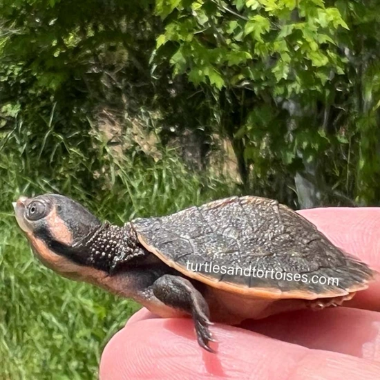 WINTER SALE - North Western Red-Faced Short Neck Turtle (Emydura ...