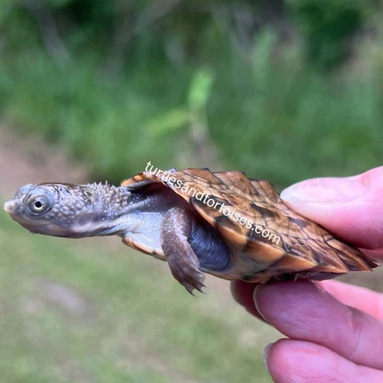 Australian Saw-Shelled Turtle (Myuchelys Latisternum) CB 2024 Side ...