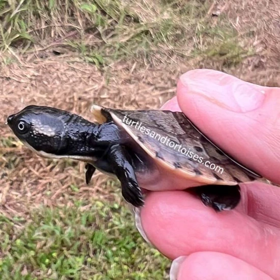Musu Side Neck Turtles (Elseya Ssp.) CB 2025 Side-Necked Turtle by ...