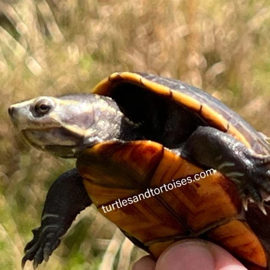 Three Striped Mud Turtles (Kinosternon Baurii) CB 2019 Females Mud ...