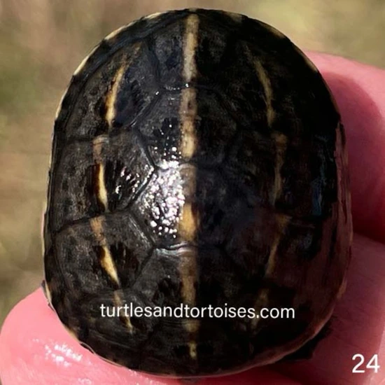 Three Striped Mud Turtles (Kinosternon Baurii) CB 2024 Mud & Musk ...