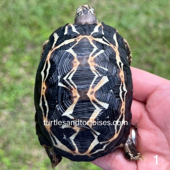 Common Spider Tortoise (Pyxis Arachnoides Arachnoides) CB 2021 - A More ...