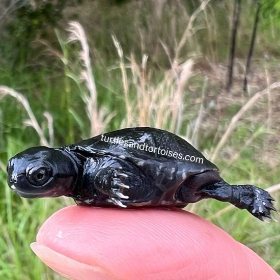 African Dwarf Mud Turtle (Pelusios Nanus) CB 2025 Mud & Musk Turtles by ...