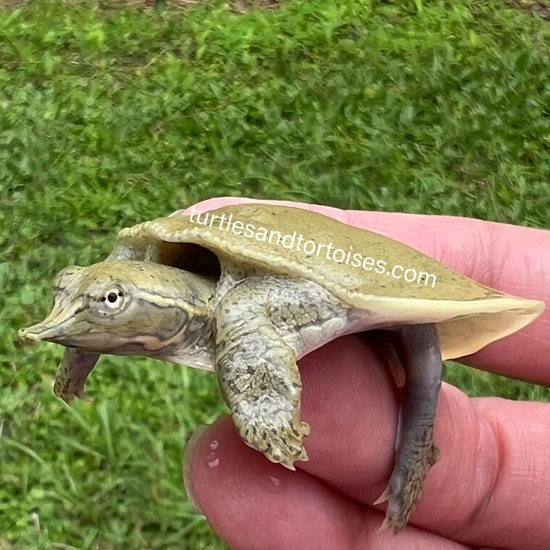 Spiny Softshell (Apalone Spinifera) CB 2025 Softshell Turtle by Turtles ...