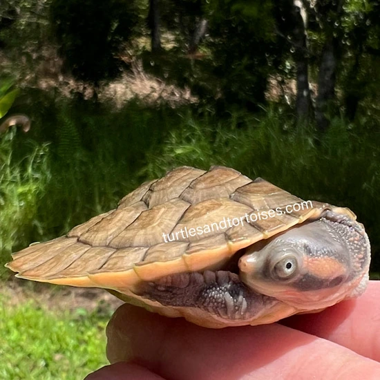 North Western Red-Faced Short Neck Turtle (Emydura Australis) CB 2024 ...