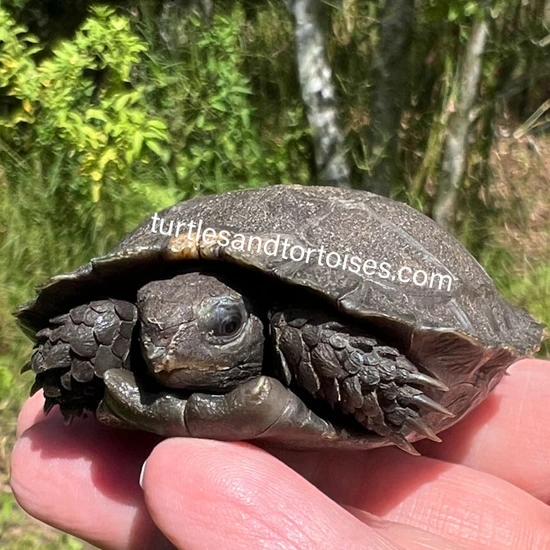 FALL SALE - Burmese Black Mountain Tortoises (Manouria Emys Phayeri) CB ...
