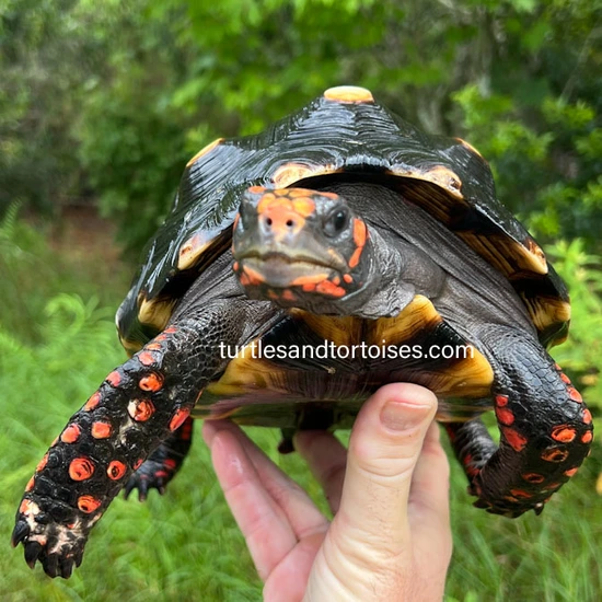 Brazilian Cherry Head Red Foot Tortoise (Chelonoidis Carbonarius) CB ...