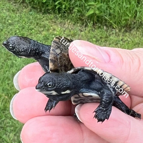 Australian Saw-Shelled Turtle (Myuchelys Latisternum) CB 2025 Side ...