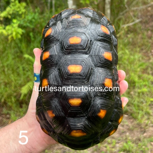 Northern Red Foot Tortoises (Chelonoidis Carbonarius) CB 9”-10” Males ...