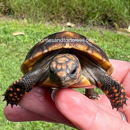 Northern Red Foot Tortoises (Chelonoidis Carbonarius) CB 2025 Red ...