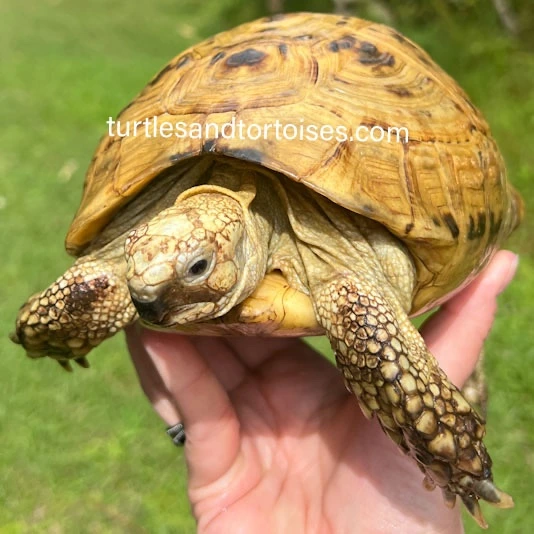 Syrian Golden Greek Tortoises (Testudo Graeca Terrestris) LTC Adult ...