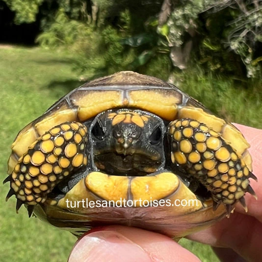 Yellow Foot Tortoises (Chelonoidis Denticulata) CB 2025 Yellow-Footed ...