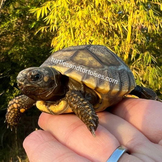 Amazon Basin Yellow Foot Tortoises (Chelonoidis Denticulata) CB 2025 ...