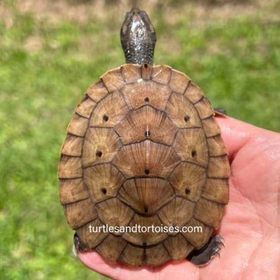 Musu Side Neck Turtles (Elseya Ssp.) CB 2024 Side-Necked Turtle by ...