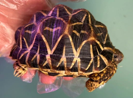 Female Indian Star Tortoise by Steve’s Turtles