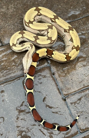 2020 Male Pure FLRT True Red-Tailed Boa Constrictor by Tango Whiskey ...