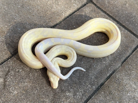 🚨NO RESERVE🚨 Sharp Aztec Snow Glow Boa Constrictor by WISH Boas