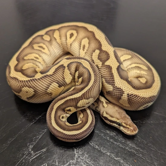 Pastel Lesser Leopard Het Desert Ghost Ball Python by Baby Daddy Reptiles