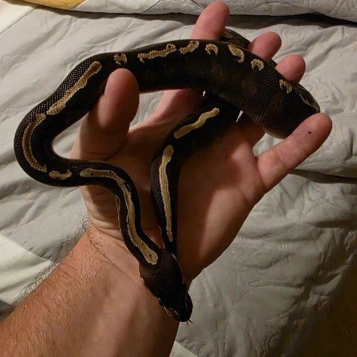Female GHI Phantom Het Desert Ghost Ball Python by Baby Daddy Reptiles