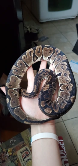 Marvel + Ball Python by Serpent Serenity Reptiles and Ratterie