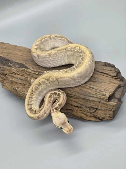 SilverStreak Bamboo Ball Python by Twisted Brothers Exotics