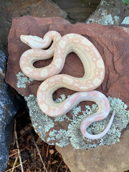 Albino Aztec 100% Het Anery Boa Constrictor by Twisted Genetics