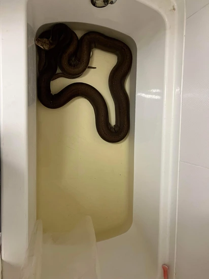 Titanium Reticulated Python by Boa beauty