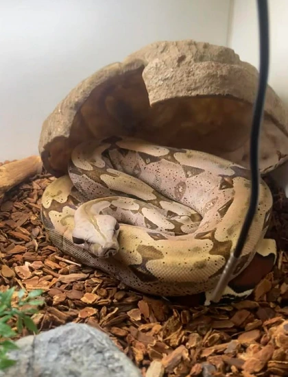 BCC Suriname True Red-Tailed Boa Constrictor by Boa beauty
