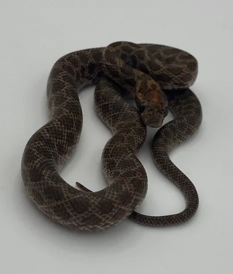 Chocolate Emory's Het Albino Other Rat Snake by Travis Whisler Reptiles