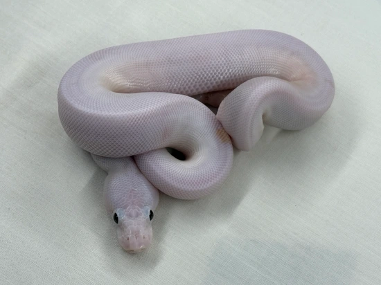 Super Fire Ball Python by Travis Whisler Reptiles