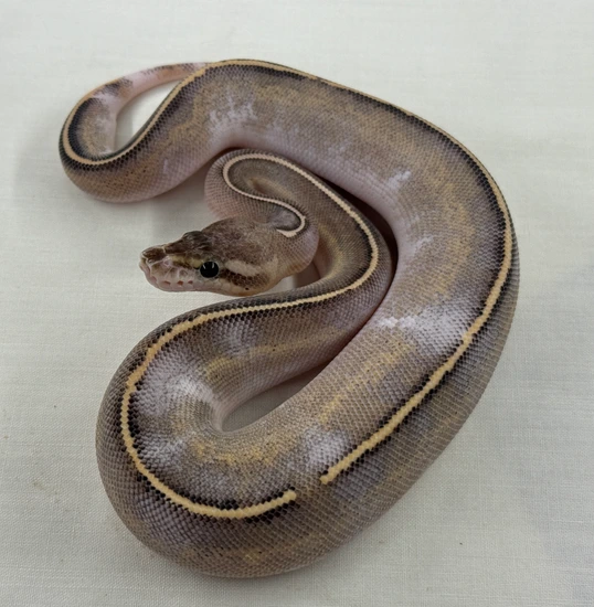 Freeway Cinnamon Combo Ball Python by Travis Whisler Reptiles