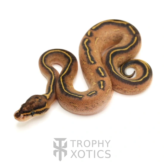 Highway (Poss Het Pied) Ball Python by Trophy Xotics