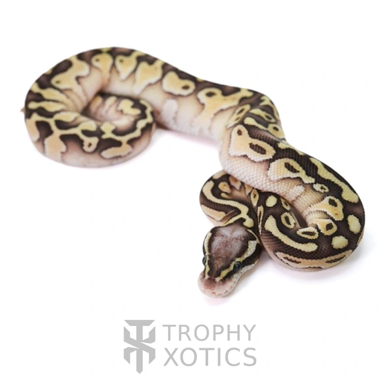 Pastel Lesser 100% D.Het Black Axanthic Clown Ball Python by Trophy Xotics