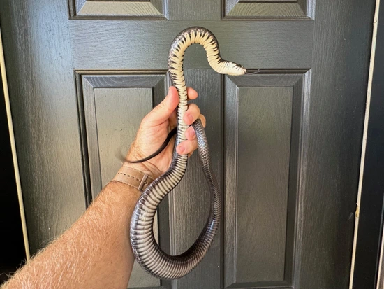 Black Phase Rubidus Female Cribo & Indigo Snakes by Ty Farrell Reptiles