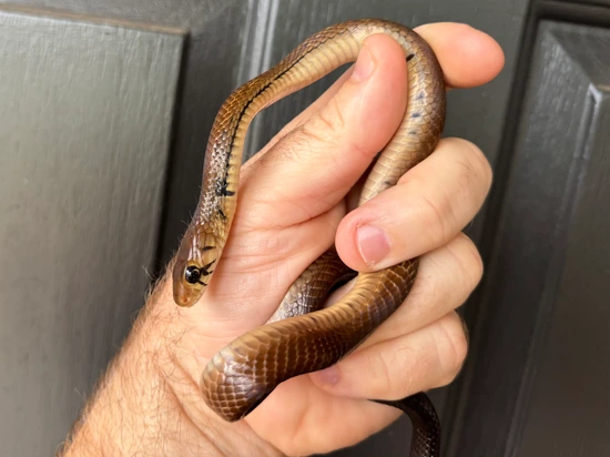 BT Cribo 100% Het Axanthic Cribo & Indigo Snakes by Ty Farrell Reptiles