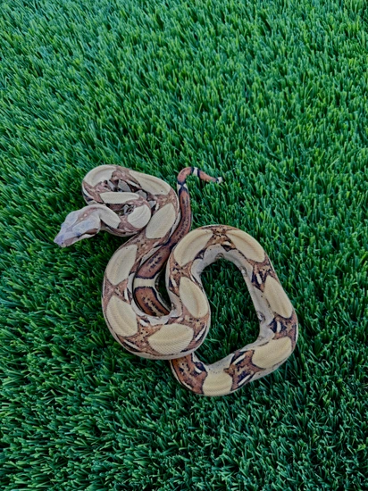 Jungle HET Anery Type1 & Sharp Snow Boa Constrictor by Coastal Reptile ...