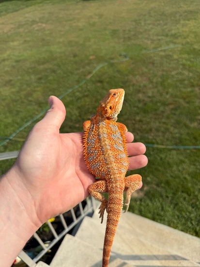 Hypo Red / Orange Tiger Central Bearded Dragon by Churchills Dragons