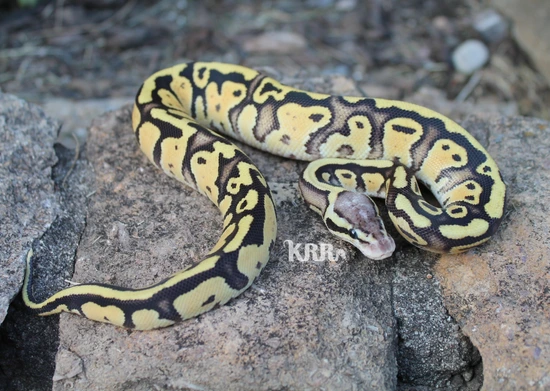 Firefly Double Het Hypo/Clown Ball Python by Kentucky Redneck Reptiles